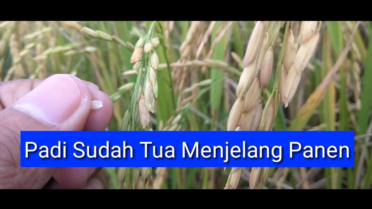Padi Sudah Tua Menjelang Panen Ini Tandanya - YouTube