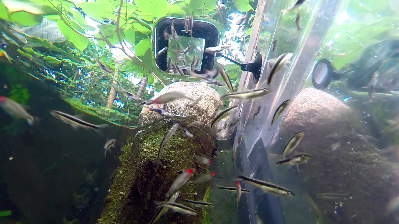 Fish Feeding - The Huntington Library 5000 Gallon Pond - YouTube