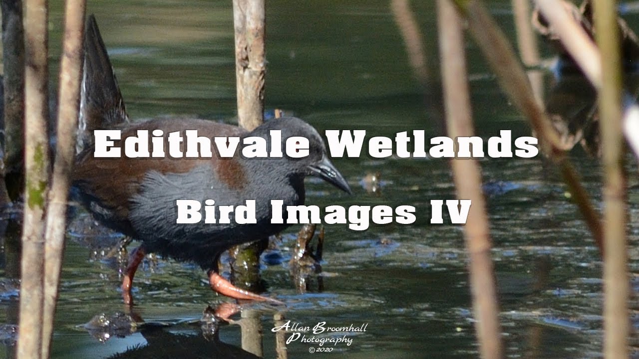 Edithvale Wetlands - Bird Images IV #birds #australiannativebirds # ...