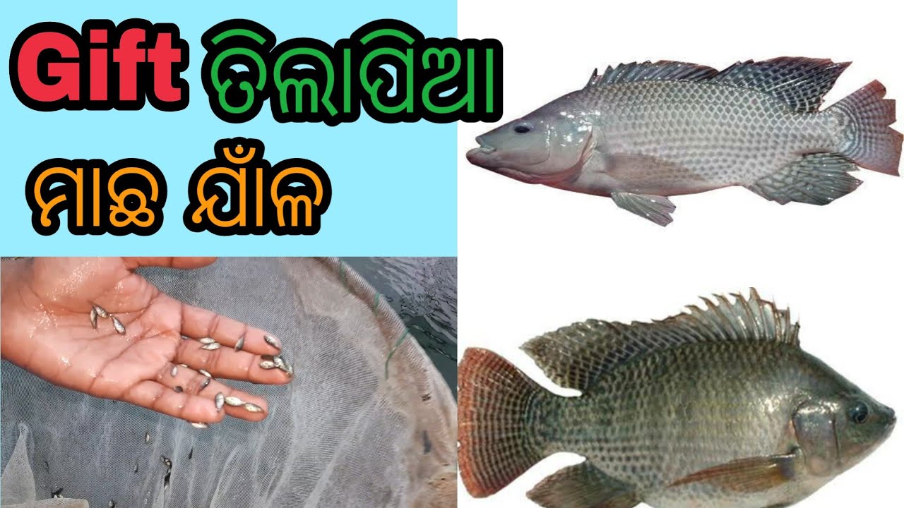 gift tilapia Fish seed (ତିଲାପିଆ ମାଛ ଯାଁଳ - YouTube