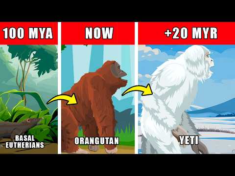 Yeti Origin Evolution: How Yeti Could Have Evolved