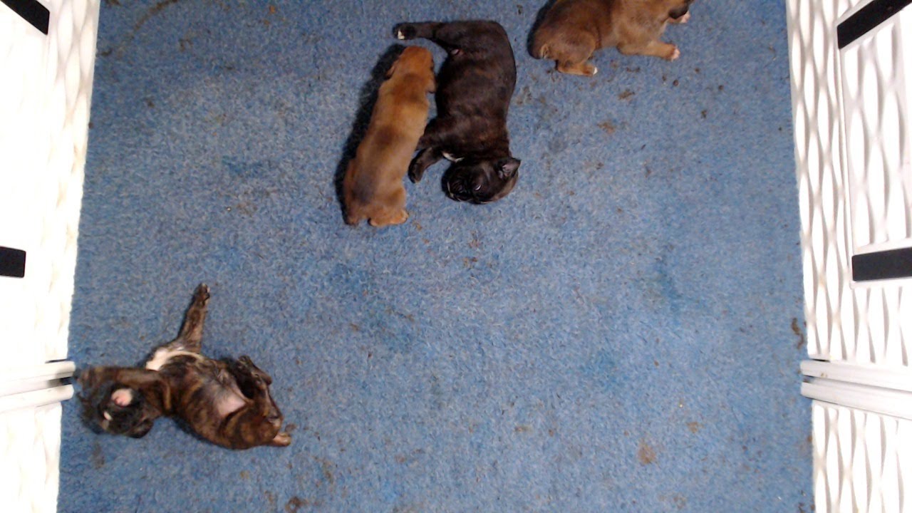 WATCH the Litters of PENNY'S BOXER PUPPIES Live! - YouTube