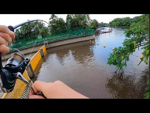 This spot pays off! │ Noosa River Fishing - YouTube