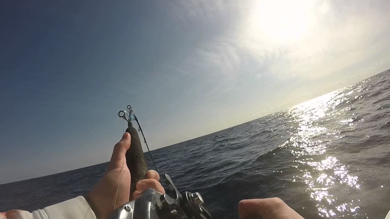 Greater Amberjack - NC - Live Line Charters - March 5, 2017 - YouTube