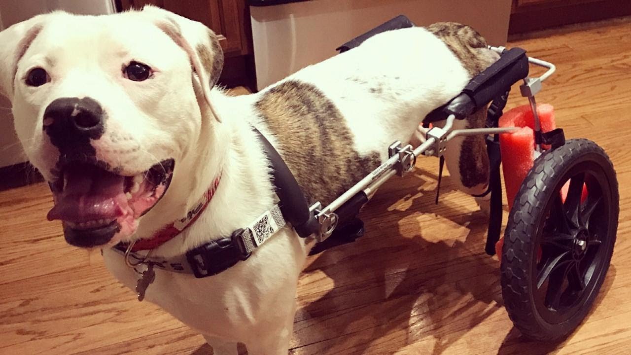 Paralyzed Pup Named Pigeon Overjoyed as She Receives New Wheelchair ...