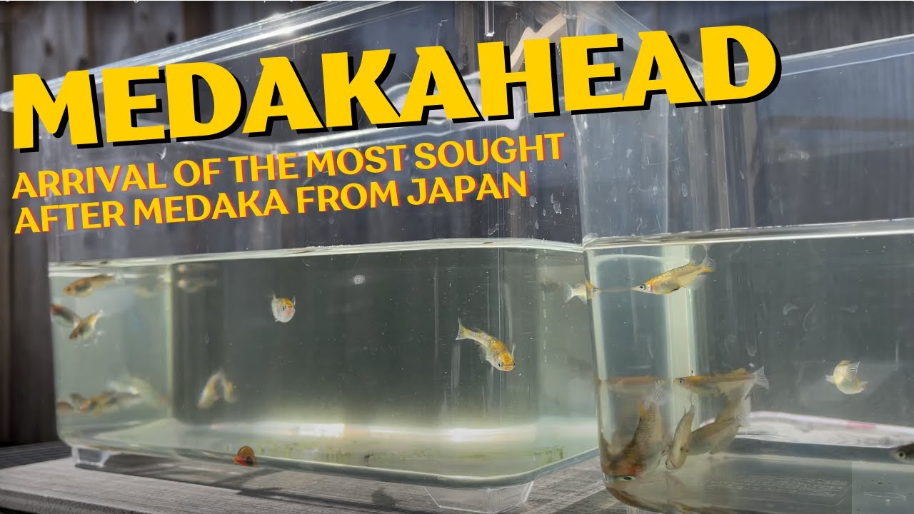 【MEDAKA】Arrival of the Most Sought After Medaka from Japan【メダカ】 - YouTube