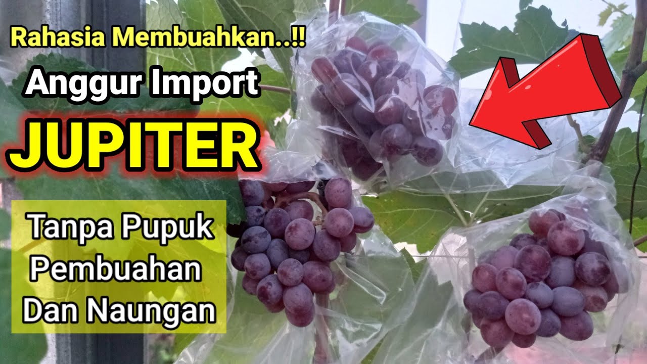 Rahasia Membuahkan Anggur Jupiter Tanpa Pupuk Pembuahan Dan Tanpa ...