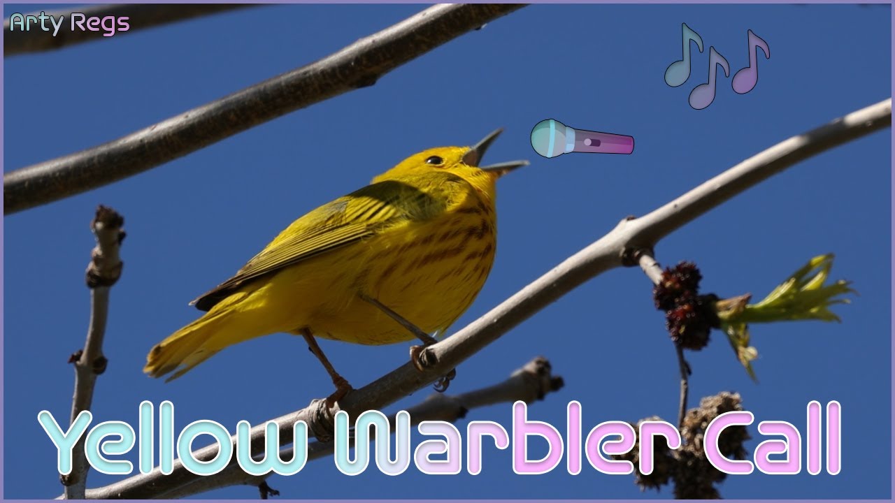 Yellow Warbler Call - YouTube