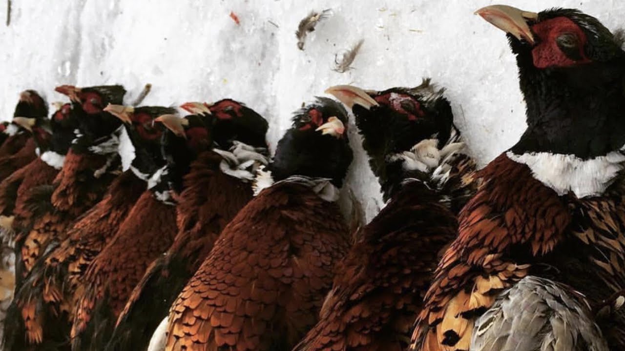 European Pheasant Hunt - YouTube