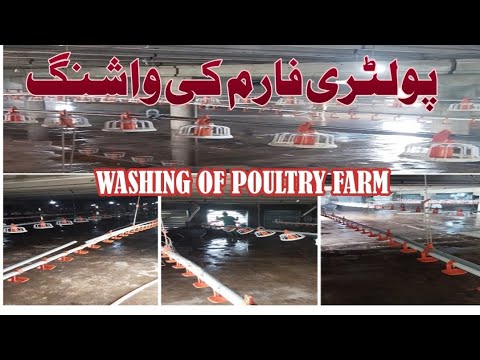 Washing Of a Poultry Farm|Effective and Useful 9 Important Steps|Dr ...