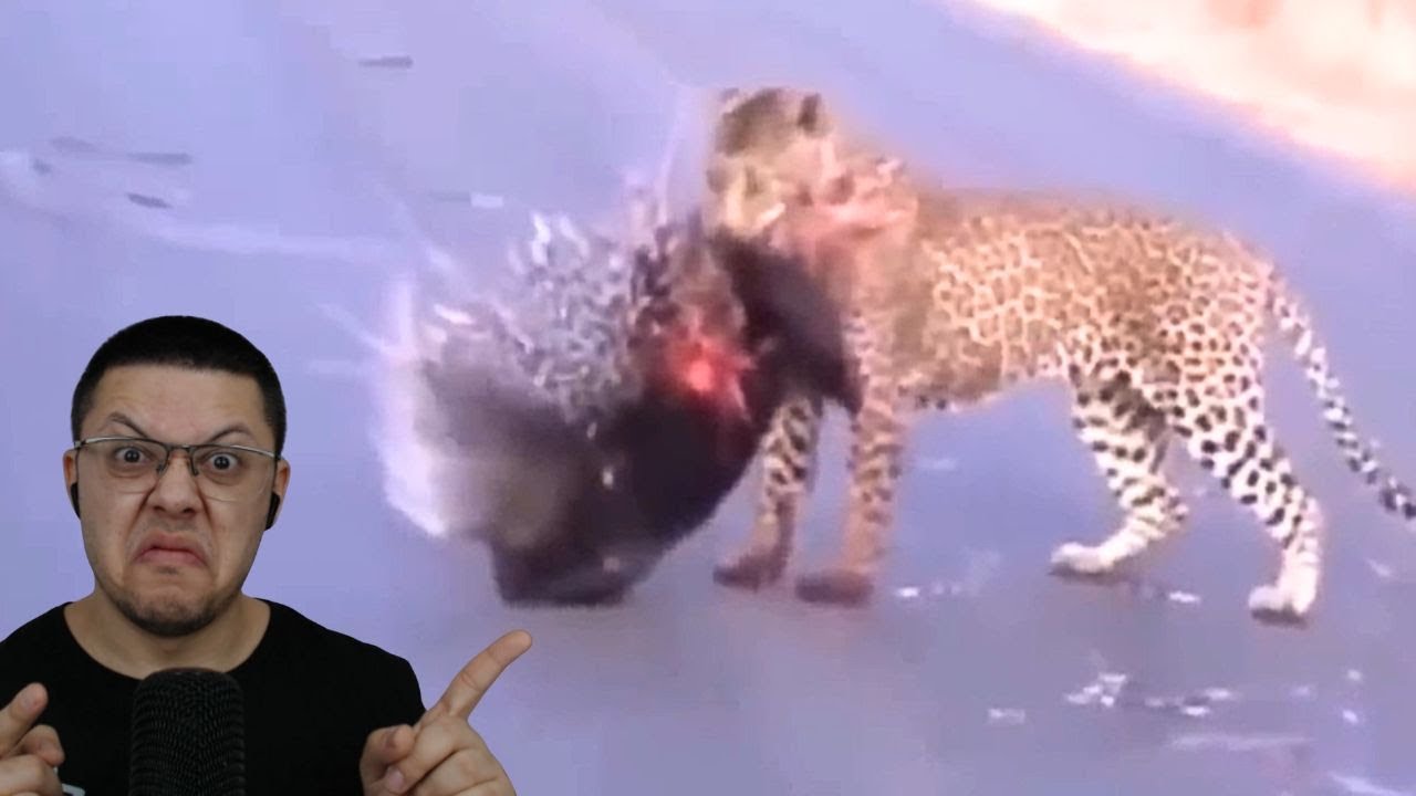 Leopardo se estrepa todo mas consegue predar porco-espinho!!! - YouTube