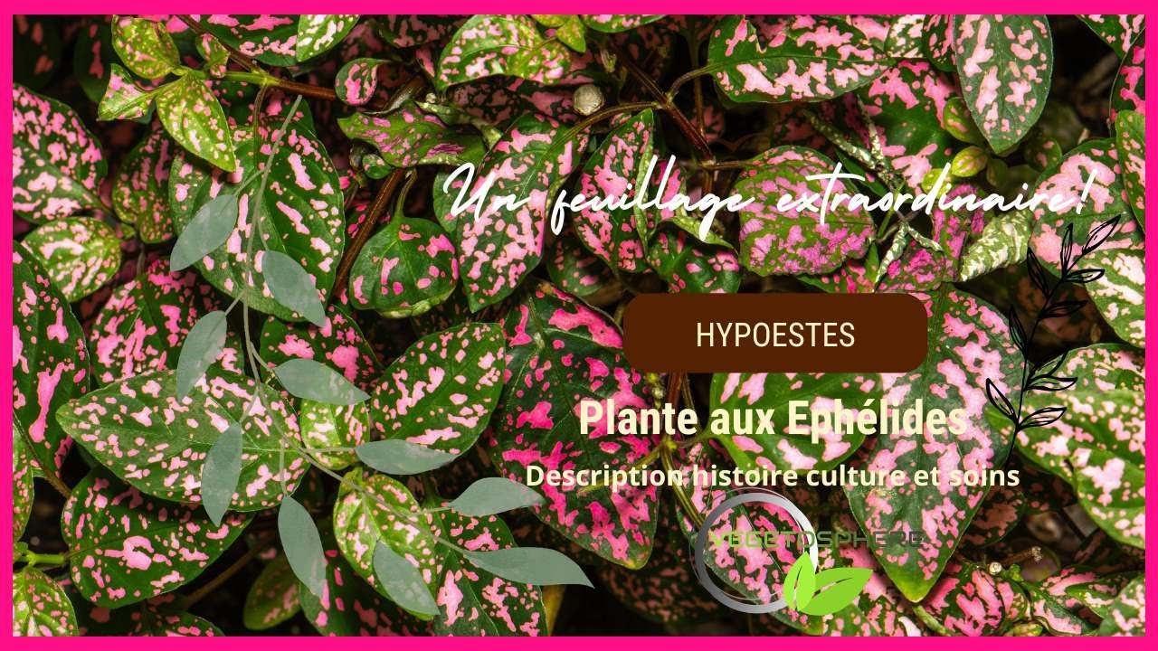 Hypoestes, la plante aux Éphélides #flowers #hypoestes #plante aux ...