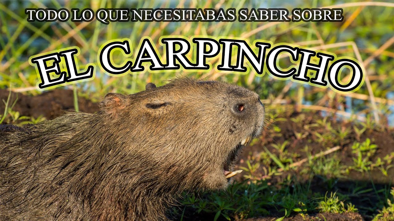 Todo lo que necesitabas saber sobre los Carpinchos😱 - YouTube