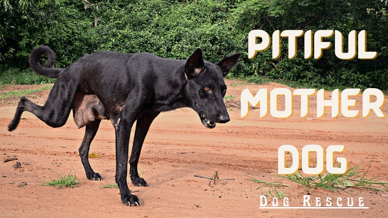 SKINNY AND PITIFUL DOG IS SO HUNGRY #WeRescueAnimal - YouTube