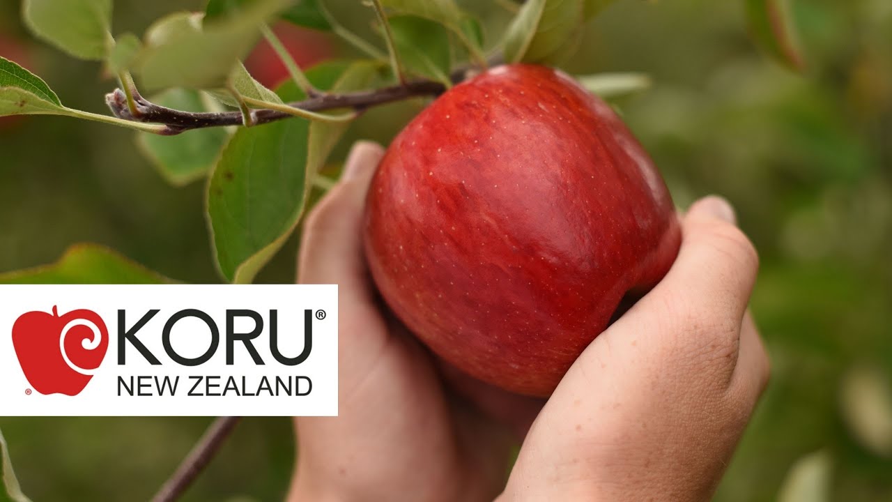 Eating KORU®: The crunchy, fresh and long lasting apple that came from ...