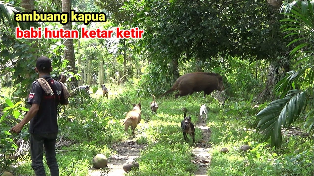 BABI HUTAN KETAR KETIR MELARIKAN DIRI DARI PEMBURU ‼️ AMBUANG KAPUA ...