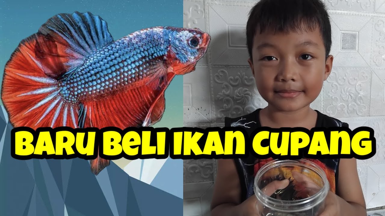 REVIEW IKAN CUPANG - YouTube