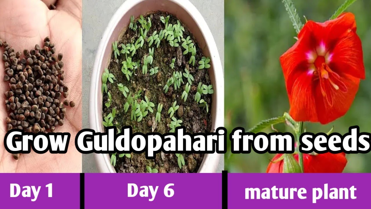 Guldupehri/Middaymallow Plant grow from seeds // गुलदुपहरी के पौधे को ...