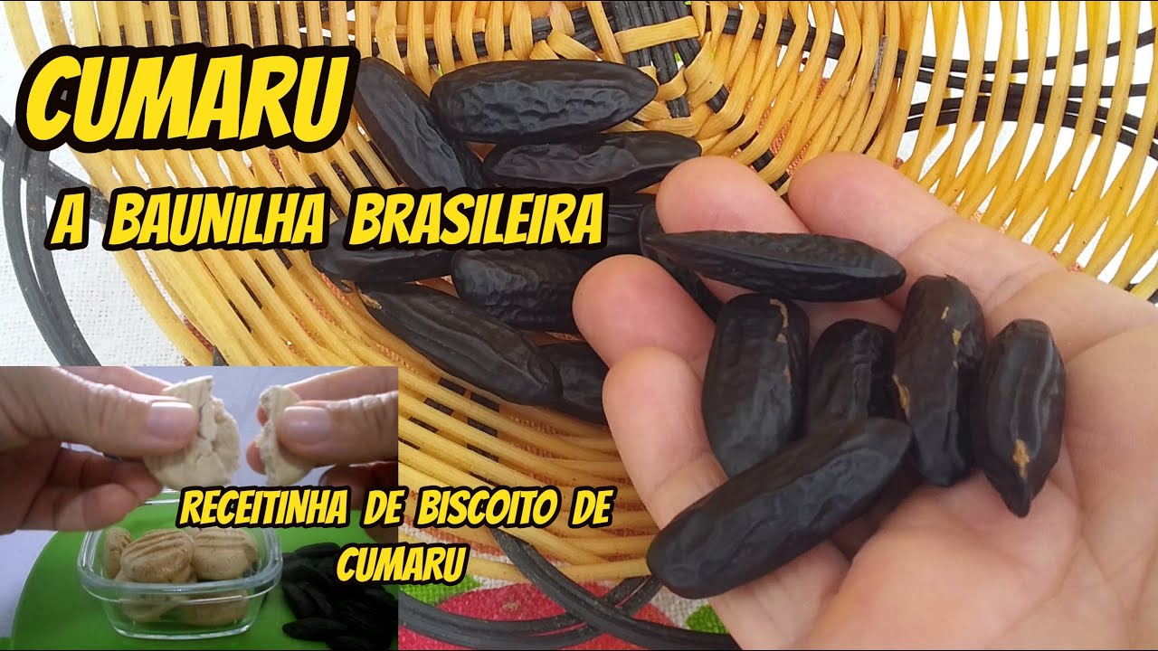 Cumaru: A baunilha brasileira! Receitinha de biscoito de cumaru - YouTube