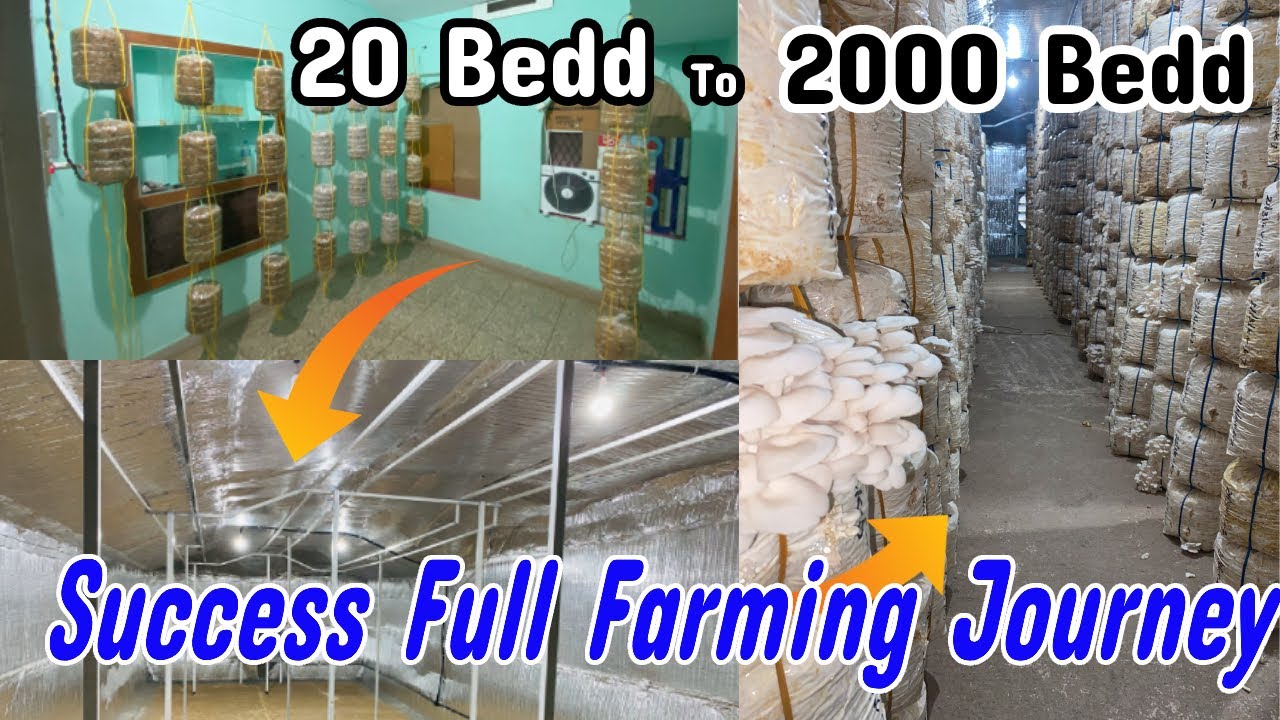 Success Journey of Mushroom farming | One year Transition | Ordinary ...