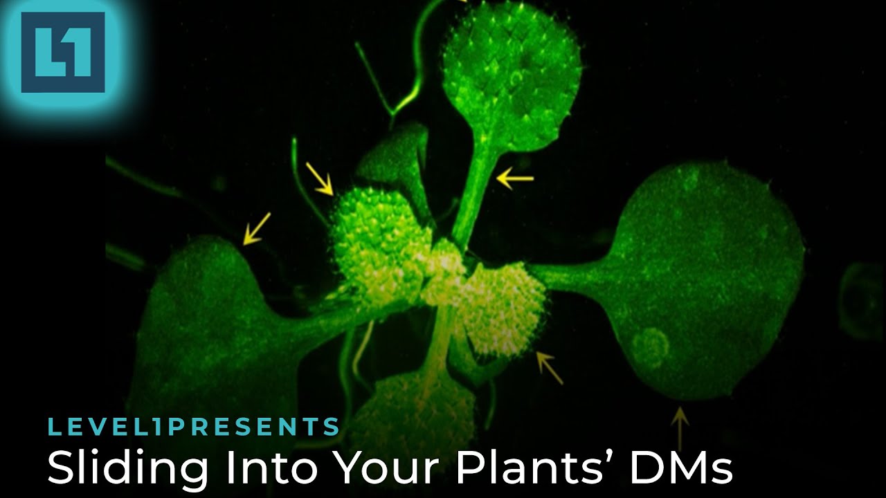 The Level1 Show January 26 2024: Sliding Into Your Plants' DMs - YouTube