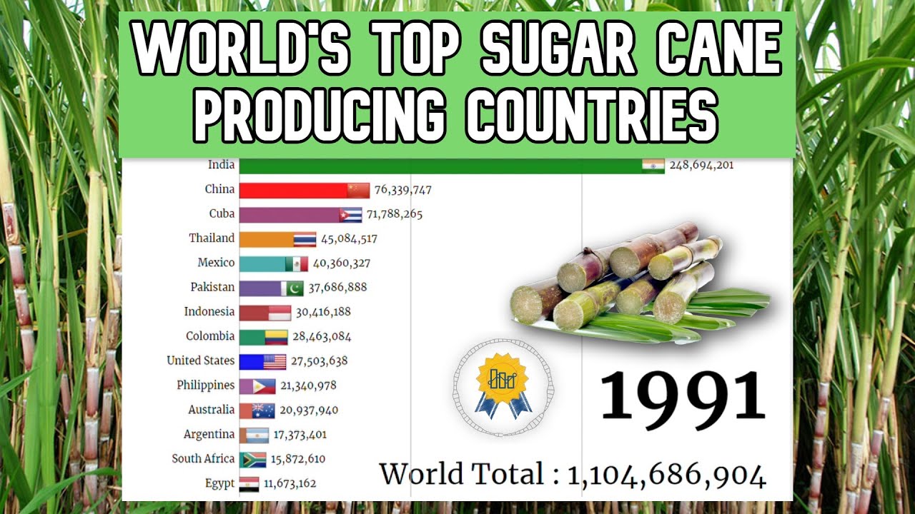 Top 15 Sugar Cane Producing Countries In The World YouTube top-15-sugar-cane-producing-countries-in-the-world-youtube