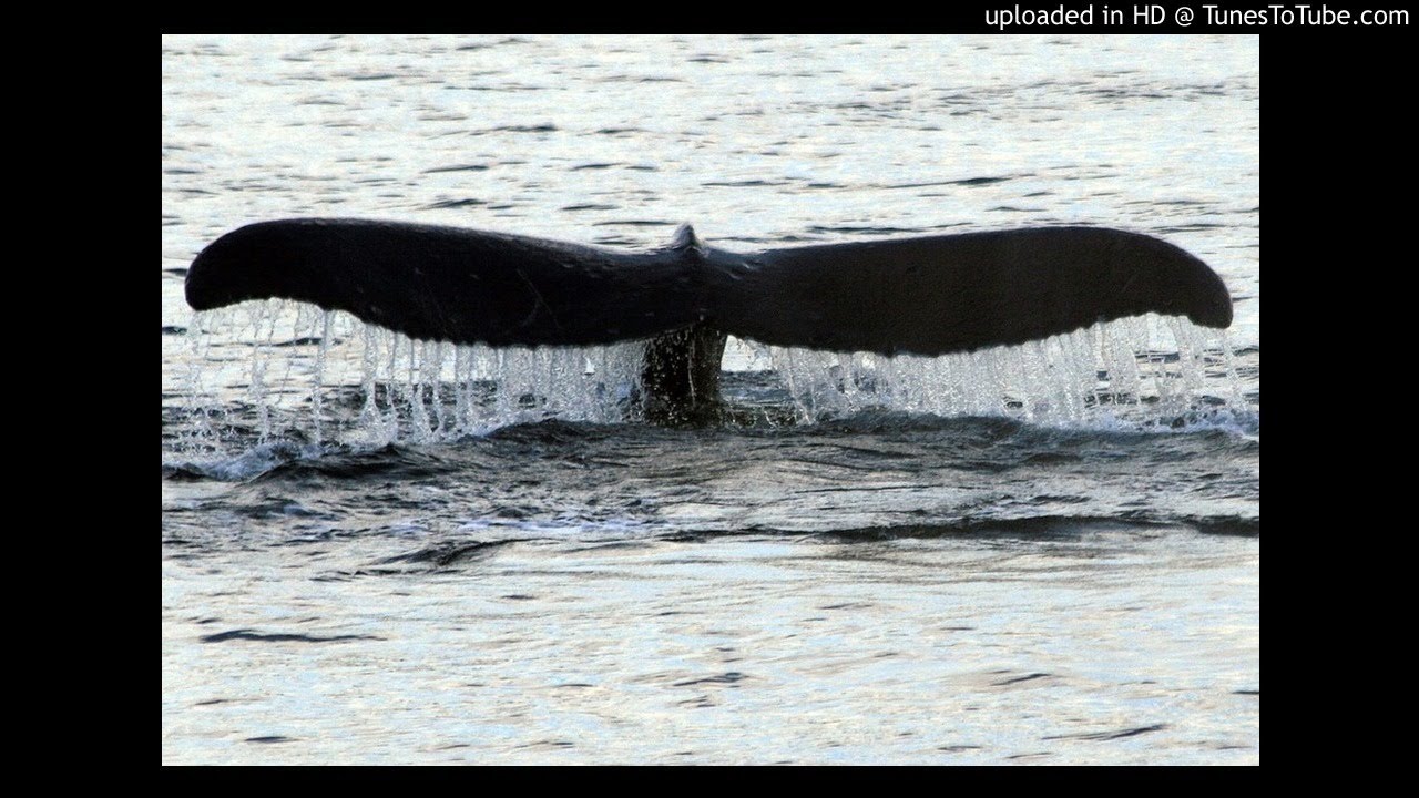 Tangled Whale Caught in a Plastic Ocean - YouTube
