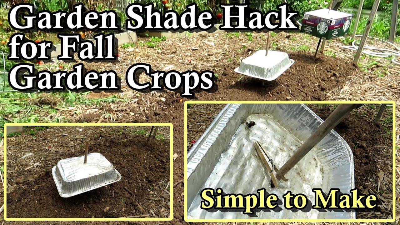 A Garden Shade Hack for Planting Cool Crops in a August: Plant Fall ...
