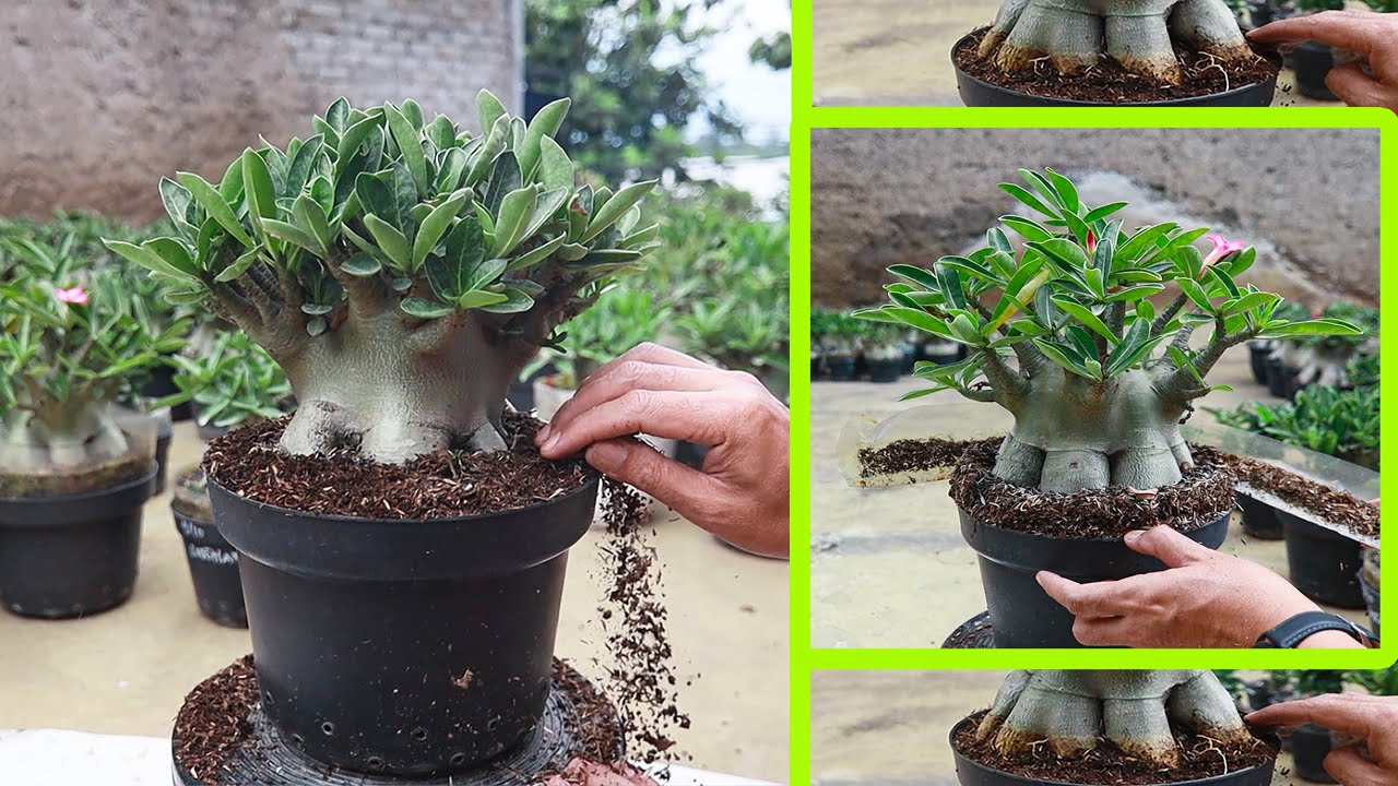 Diagnosis of adenium planting media. Signs when it's time to replace it ...