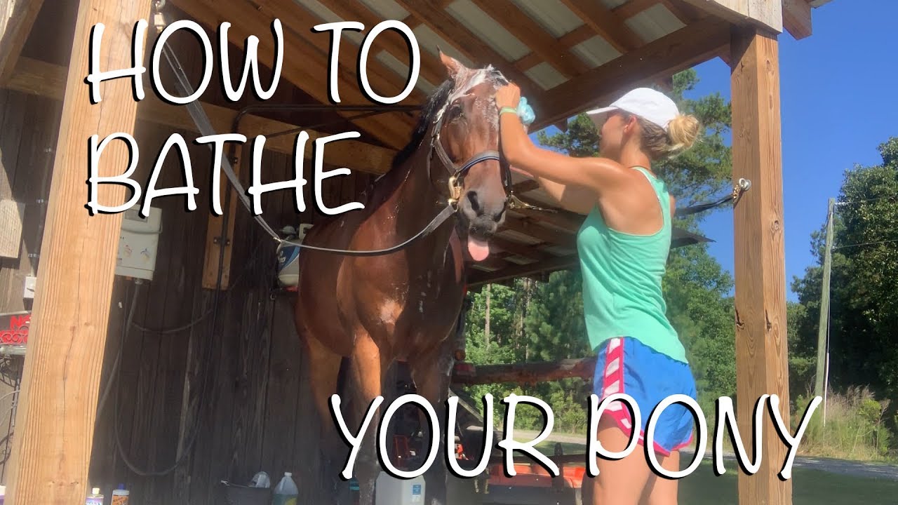 Bathing My Horse Routine | EquestrianBliss - YouTube