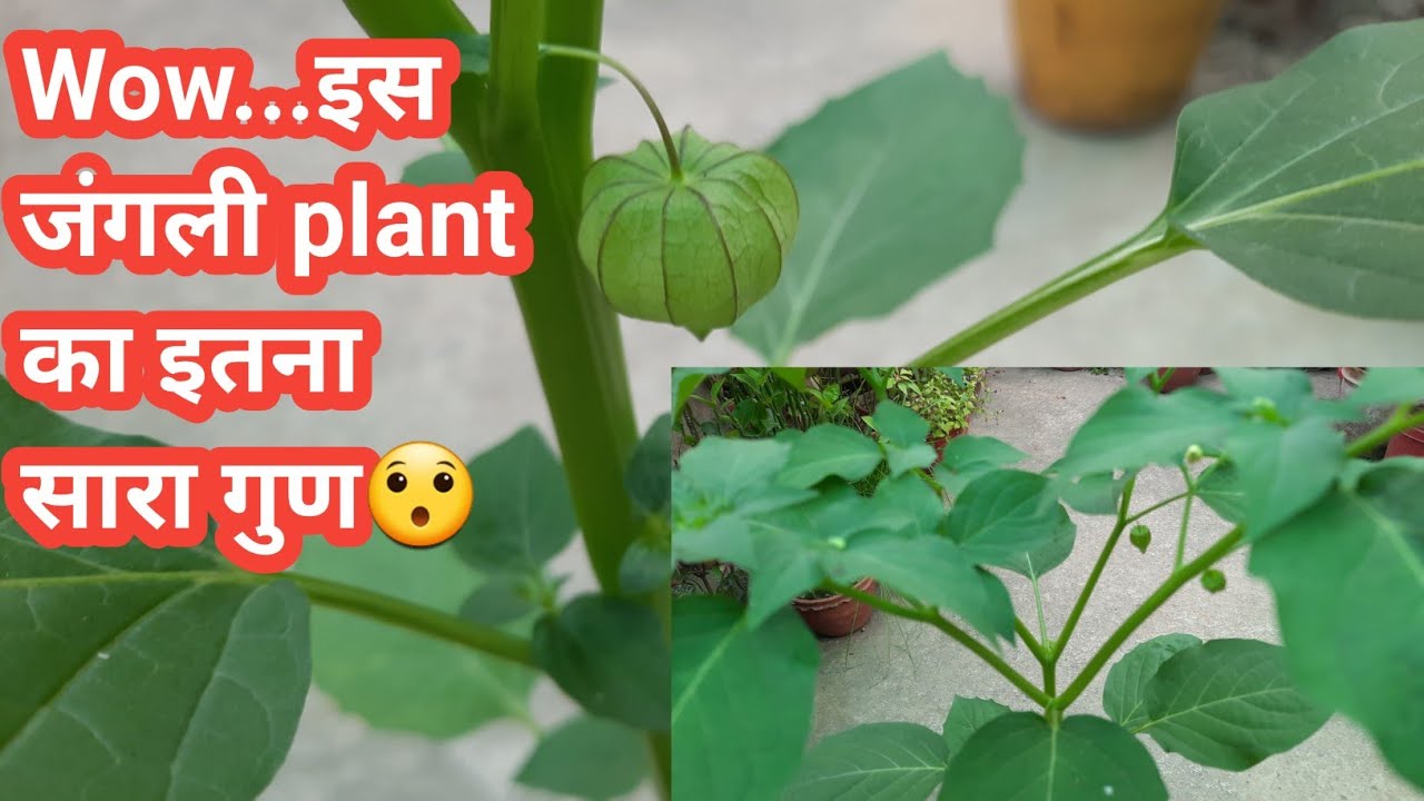 Physalis minima plant growing // Native Gooseberry plant benefits ...