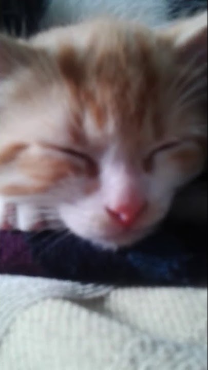 Cutest Things Ever Youtube