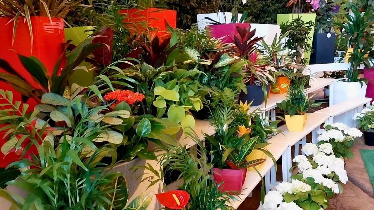 Indoor Plant Arrangement Ideas | Houseplant Dish Garden | Houseplant ...