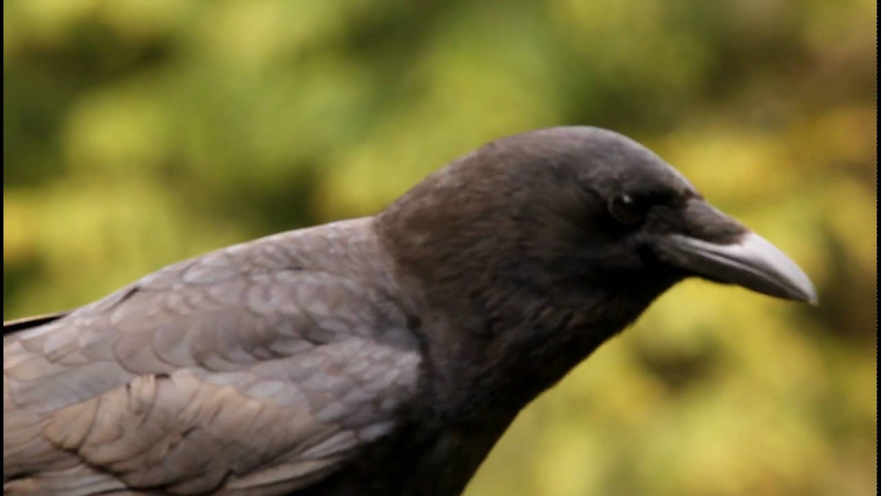 Crow (Corvus brachyrhynchos) Cawing Among Chickadees in Vancouver BC ...