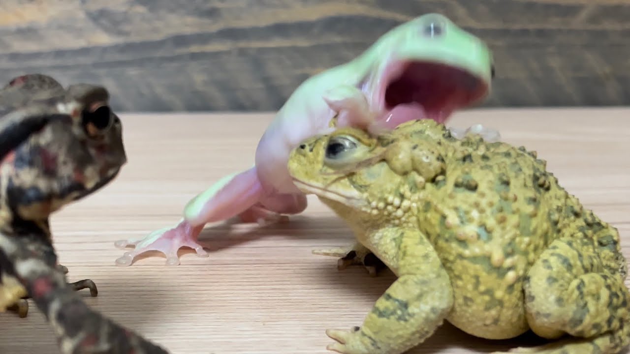 Small but powerful 🐸 Michael vs Godzilla [Australian green toad & green ...