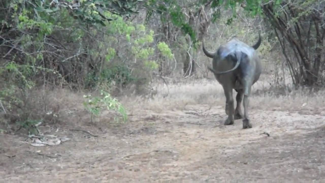 Water Buffalo chasing away a leopard in Yala, Sri Lanka - YouTube