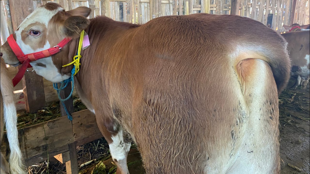10jt!! Calon sapi super !! Review harga pedetan super - YouTube