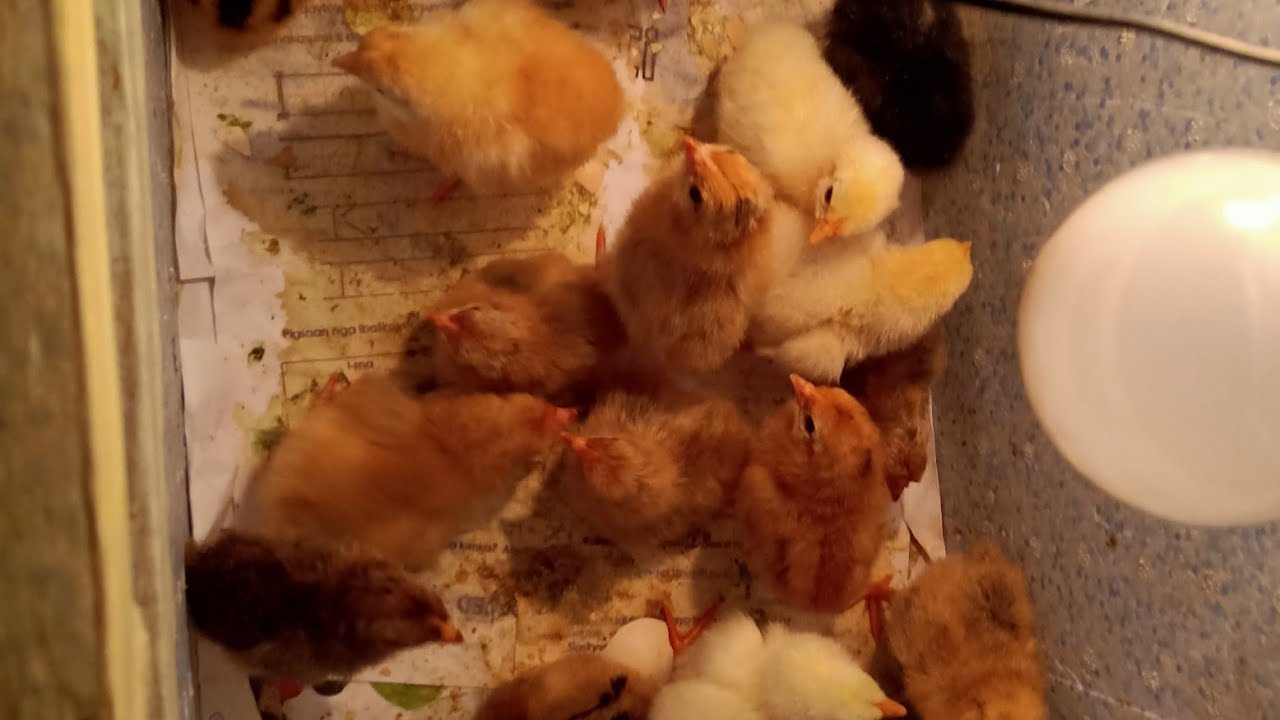 brooding management of day old chick - YouTube