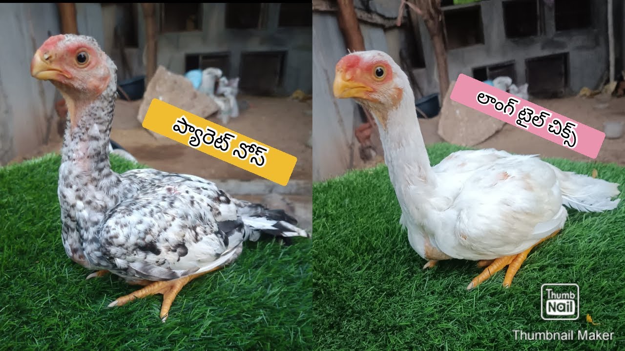 Parrot Beak Long Tail Chicks | 8247861753 | Rythu Market - YouTube