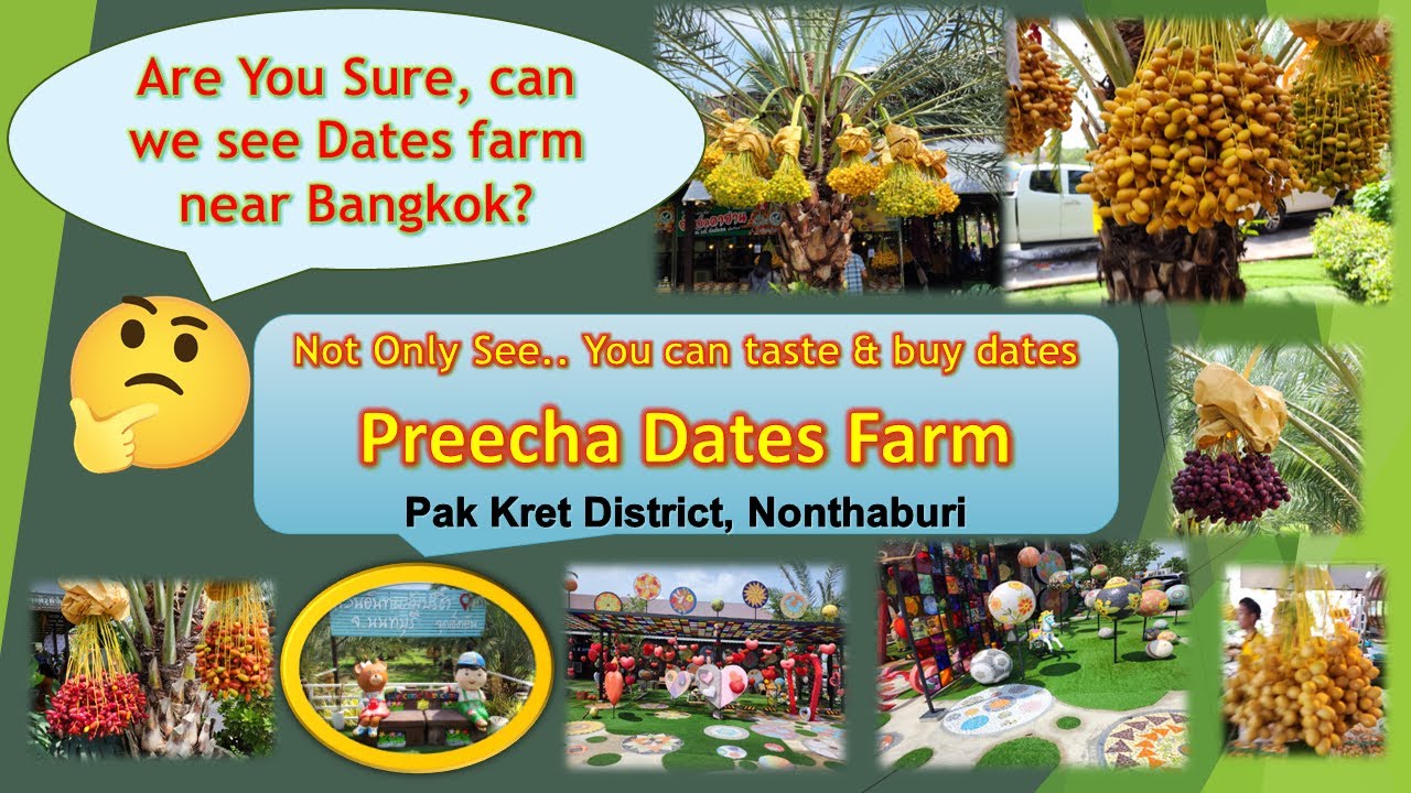 Dates Farm in Thailand | Preecha - YouTube