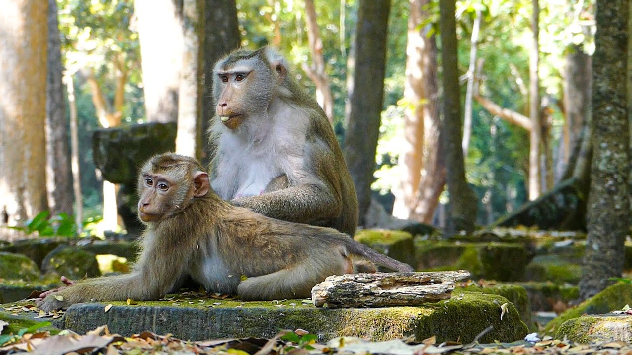 Wilderness in quiet |Monkey Libby takes time to groom Leo before SHE ...