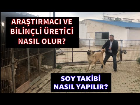 KÖPEKLER ŞOV YAPTI👏 | TEKİRDAĞ KANGAL ÇİFTLİĞİ