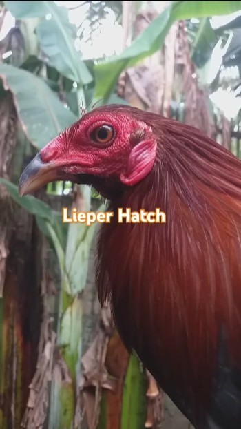 new cut new look | lieper Hatch - YouTube