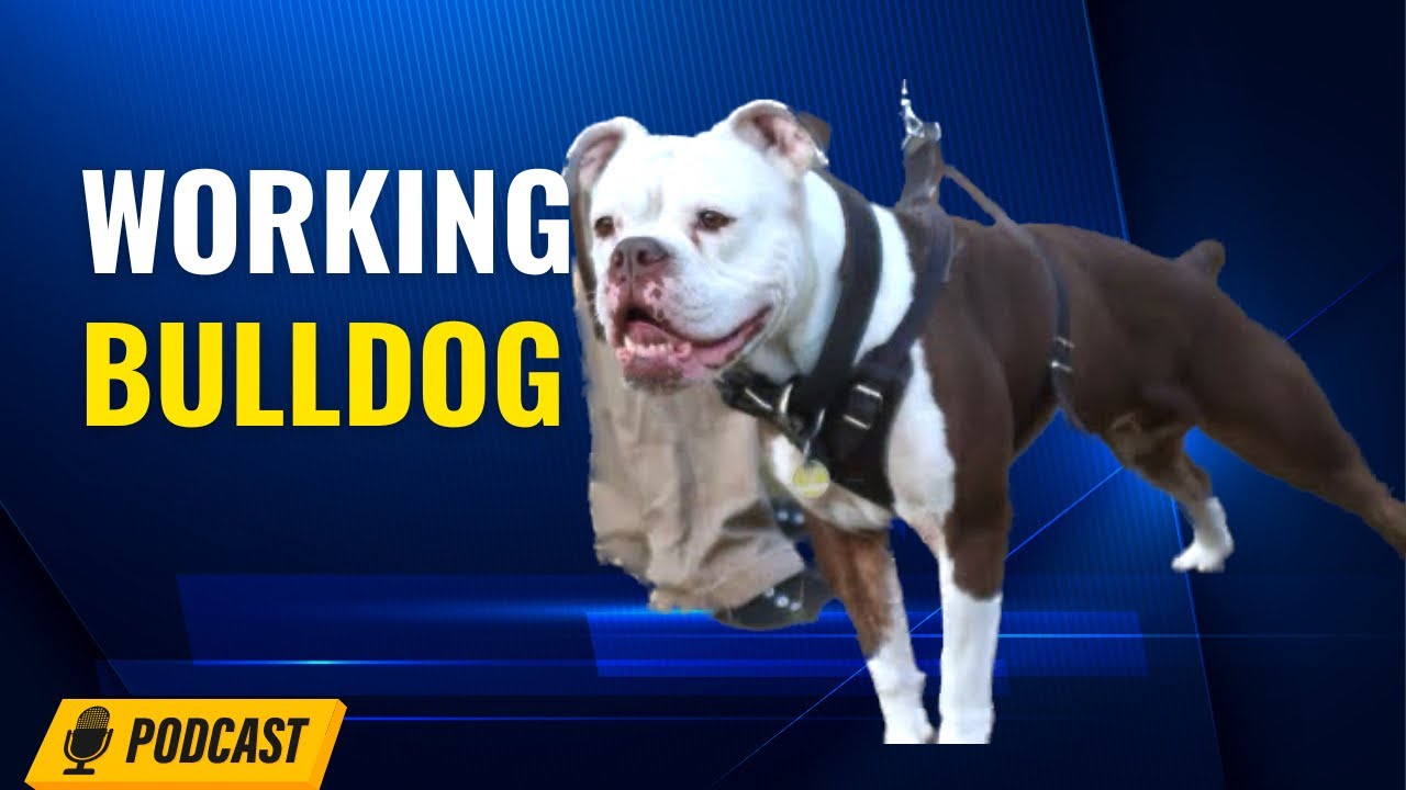 Episode 21: Working Bulldogs - Moritz von Zeddelmann/Utility Bulldog ...