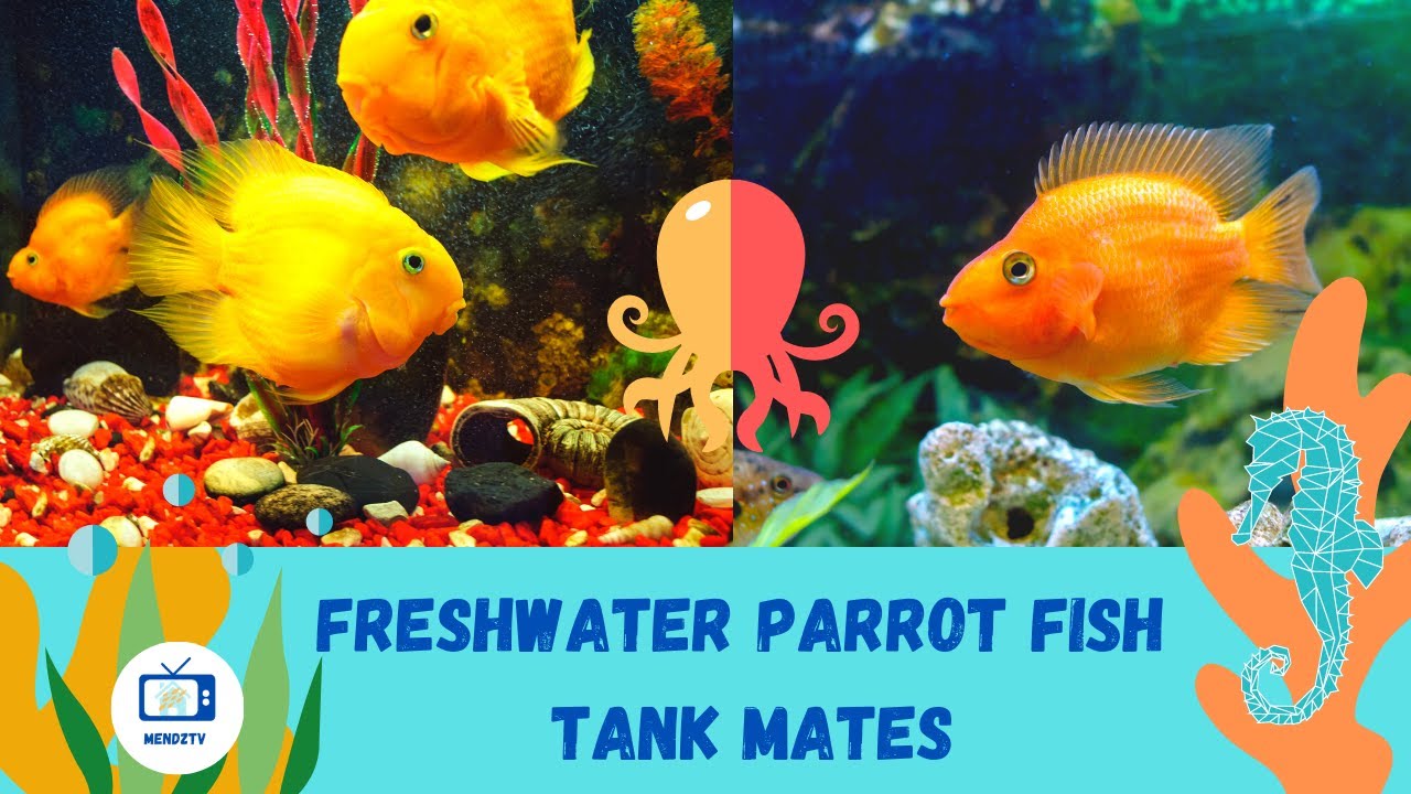 Tank Mates Of Parrot Fish | Freshwater Parrot Fish - YouTube