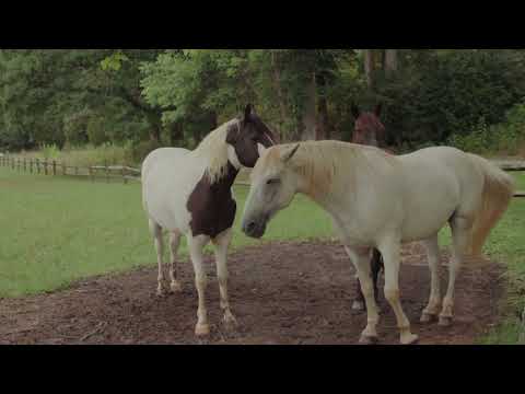 Powerful Horse Breeding First Time | Strong Stallion & Beautiful Mare | Natural Horse Mating