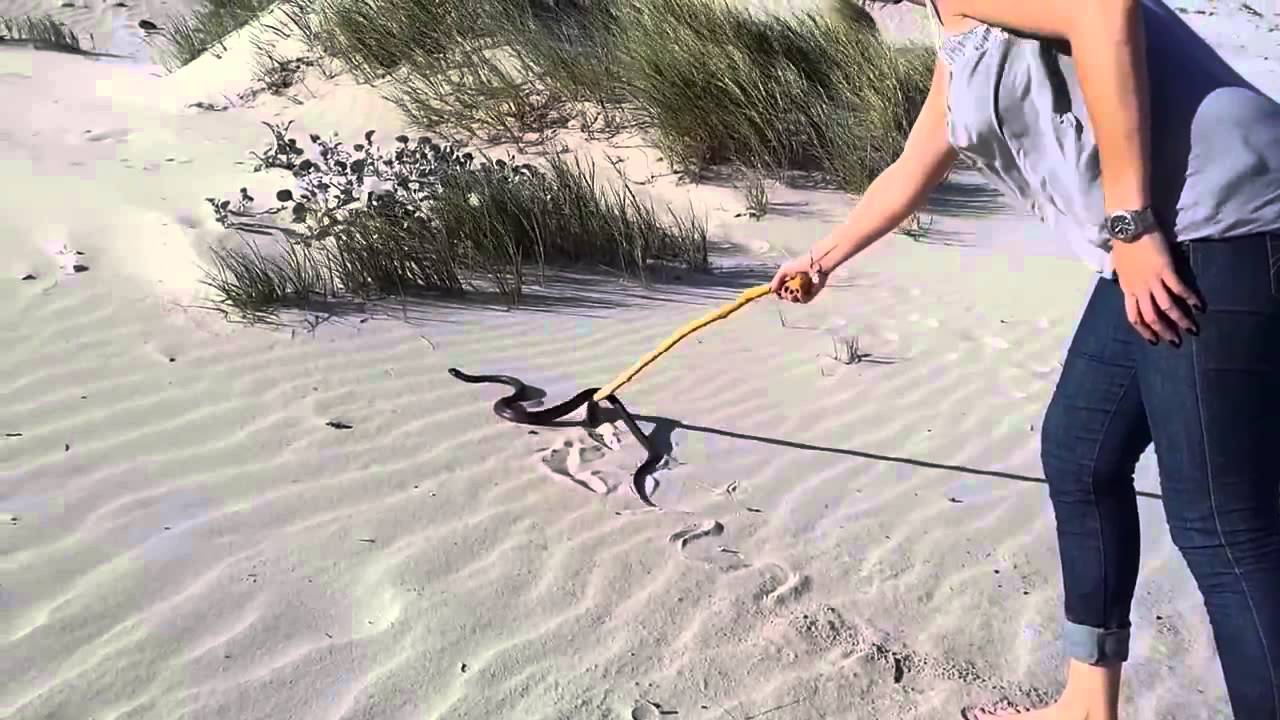 Viral Video UK: Cobra moving towards dunes being helped along by light ...
