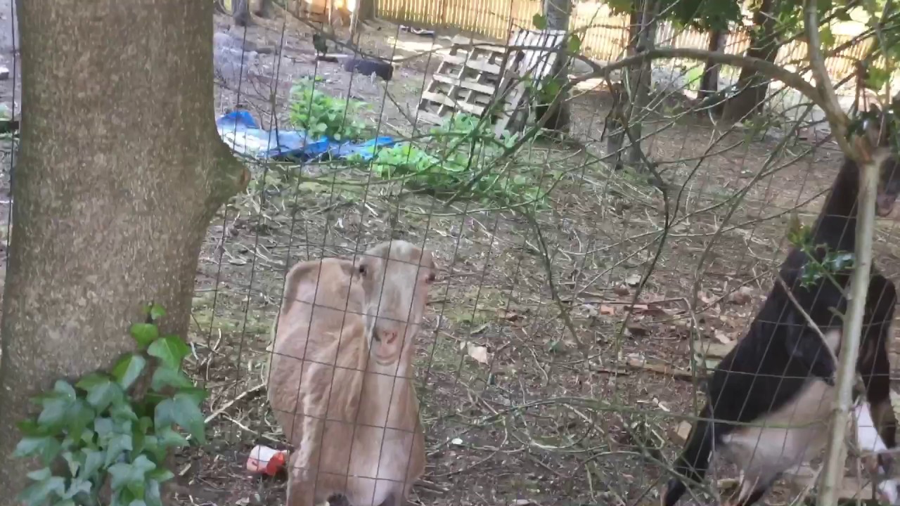 Jared Letto, presents living next door to a animal retreat. - YouTube