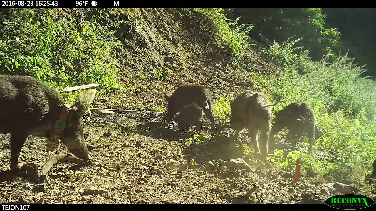 Invasive wild pigs wallowing on Tejon Ranch - YouTube