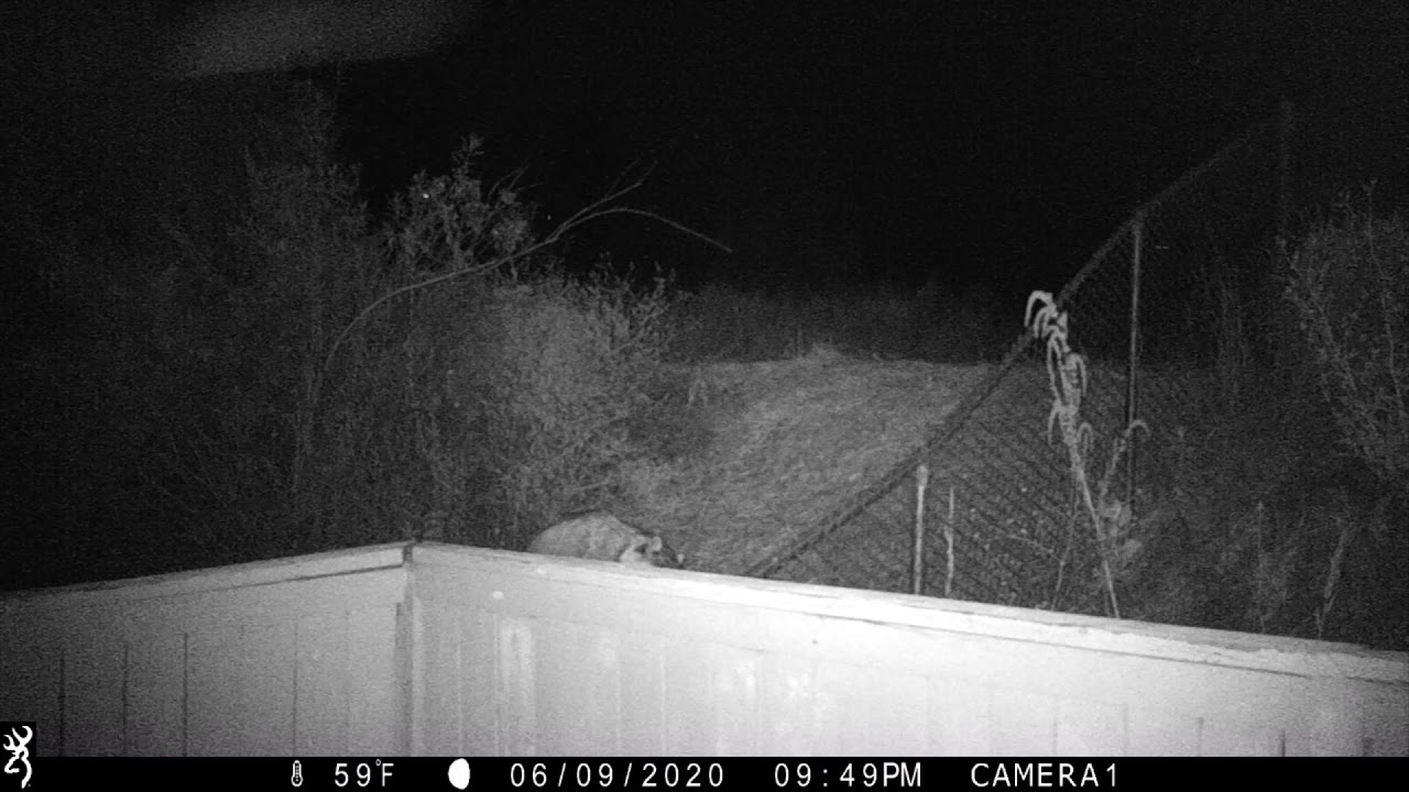 Trail Camera Captures Something Strange Youtube